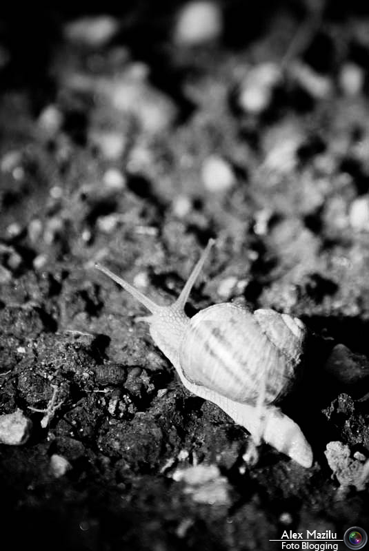 Idee indusă… Slow moovin’ | Alecu Racoviceanu